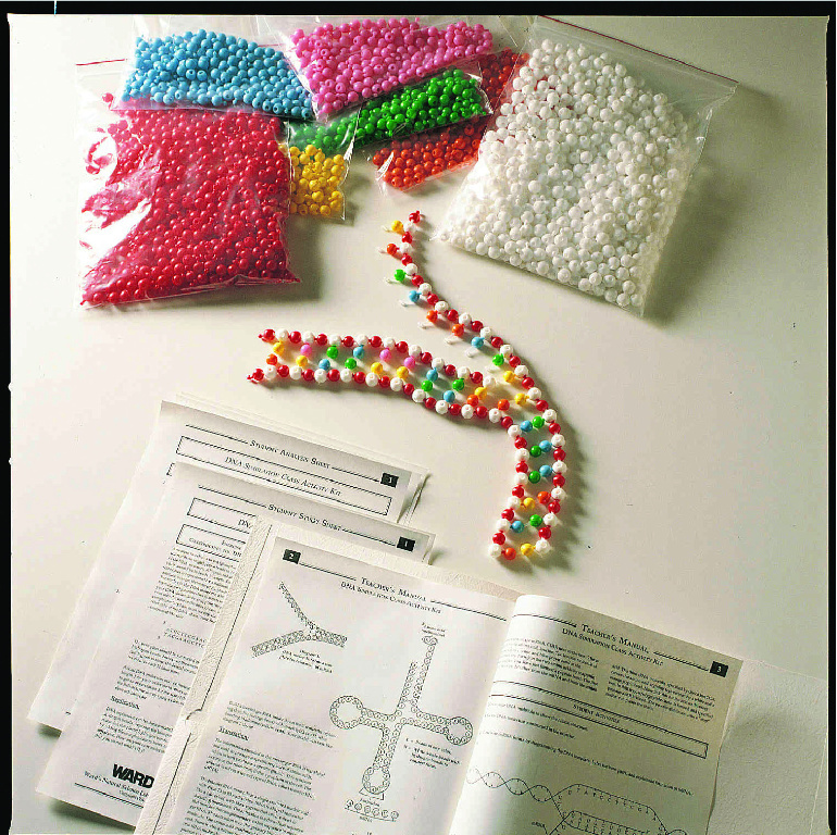 Ward's® DNA Simulation Lab Activity | Educational Classroom Kits and ...