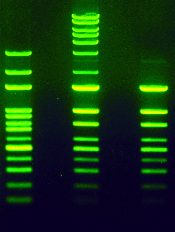 LabSafe™ Nucleic Acid Stain (10,000X), G-Biosciences | Electrophoresis ...