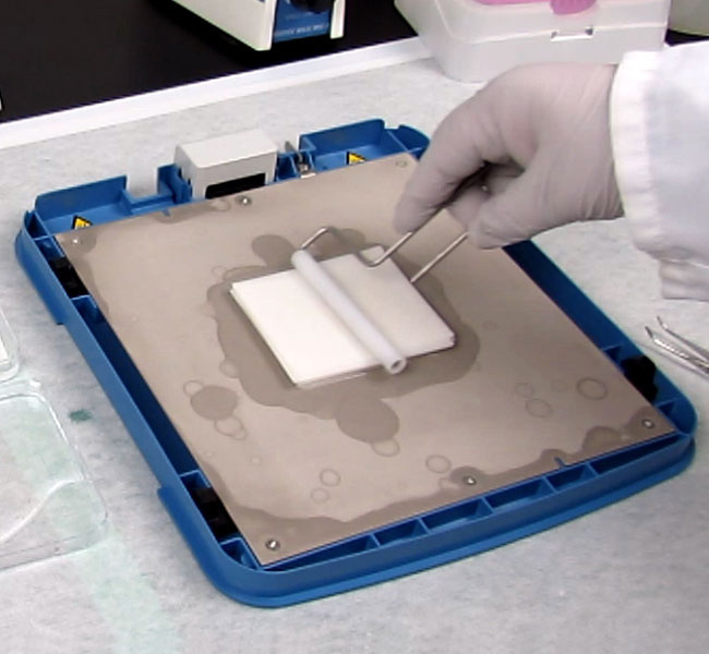 Pierce™ Western Blot Roller, Thermo Scientific | Blotting Apparatus