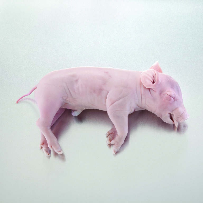 Ward's® Pure Preserved™ Fetal Pigs, Plain | Preserved Animal Materials