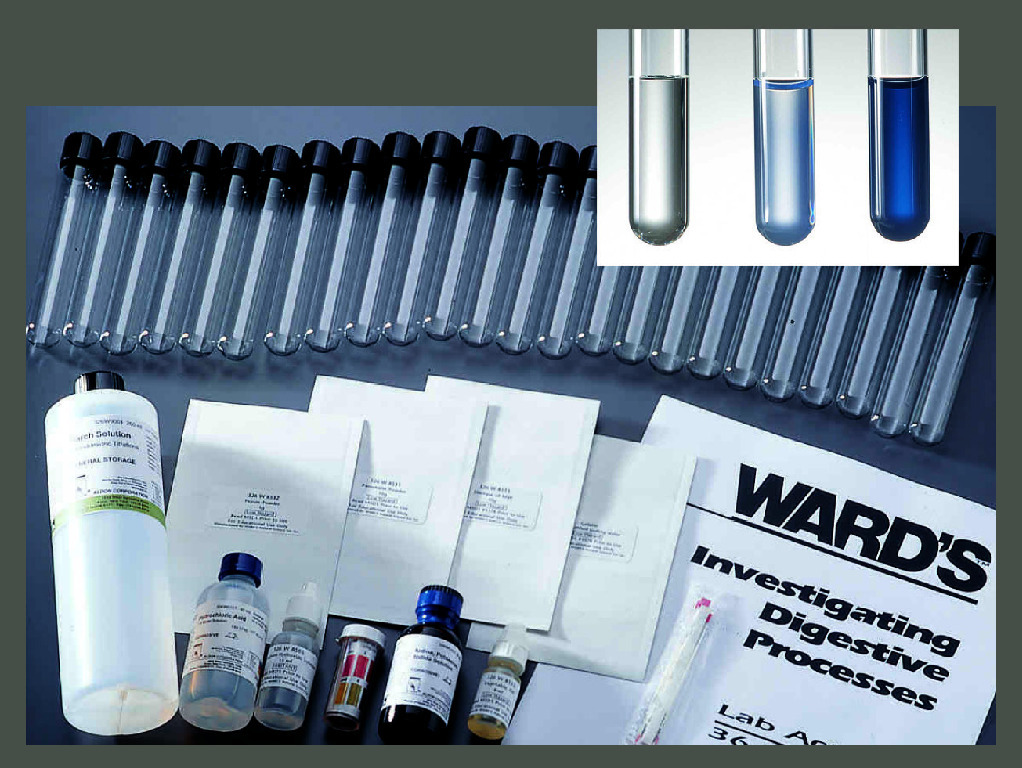 Ward's® Investigating Digestive Processes Kit | Educational Classroom ...