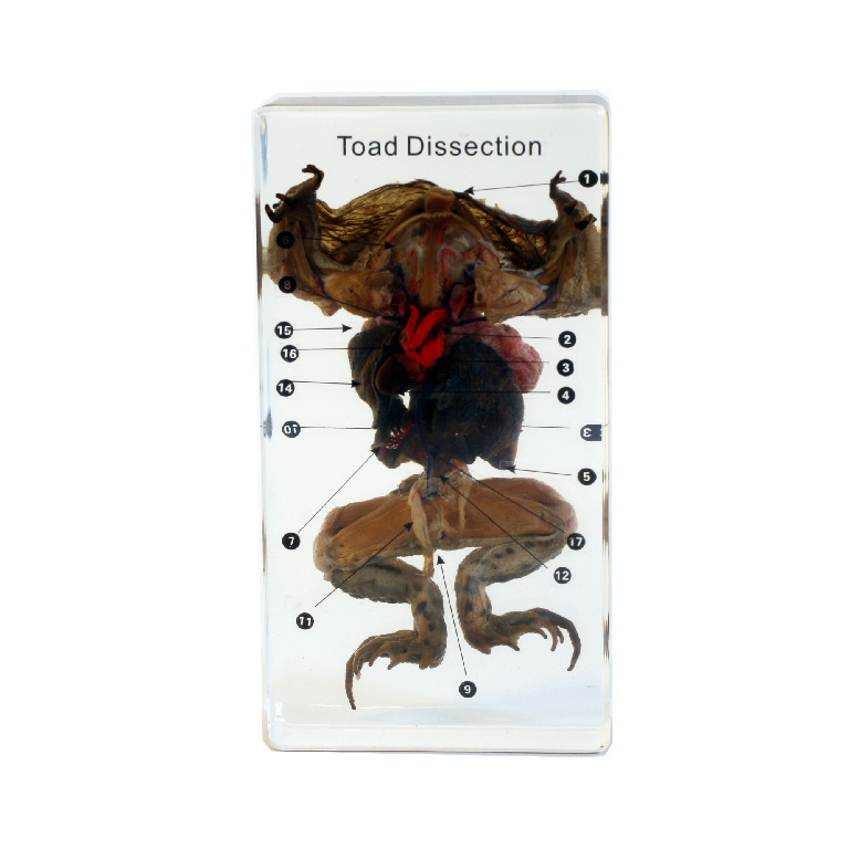 Toad Dissection Plastomount | Preserved Animal Materials