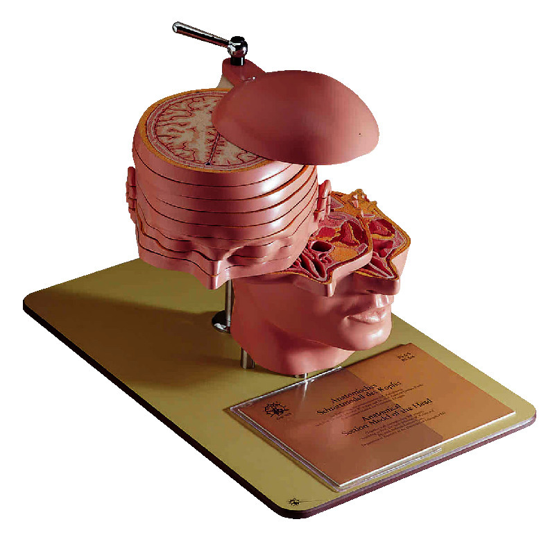 Somso® Horizontal Sections of Head Model | Human Biology Models