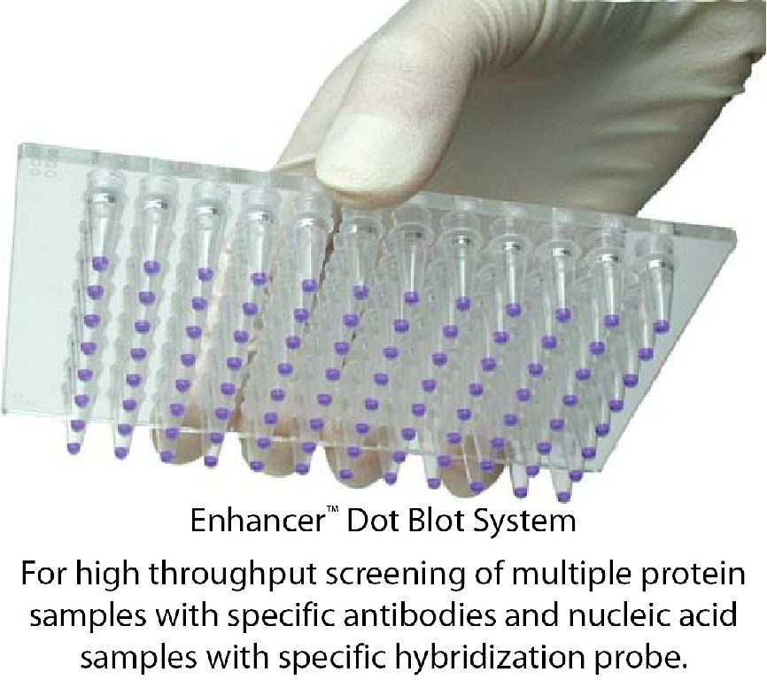 Enhancer™ Dot Blot System for High Throughput Screening of Proteins ...