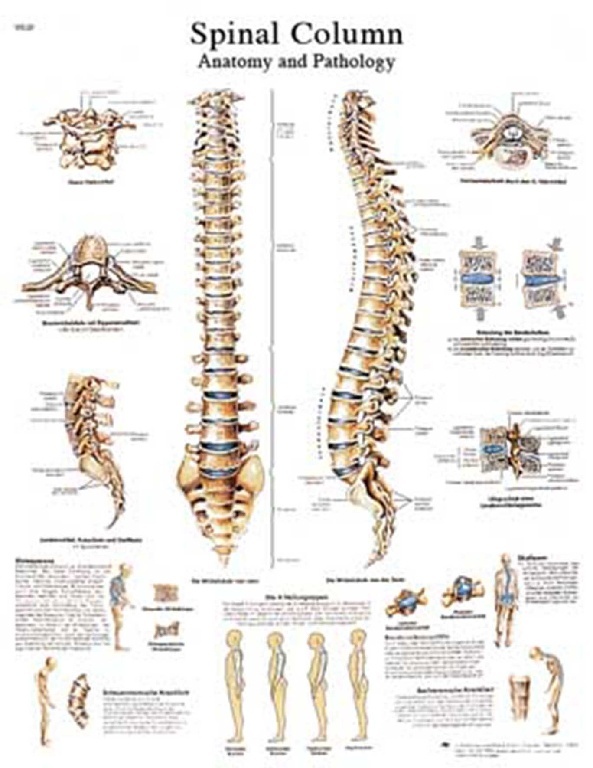 3B Scientific® Spinal Column Chart | Charts
