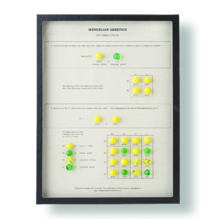 Mendelian Genetics - Dihybrid Cross | Display Specimens