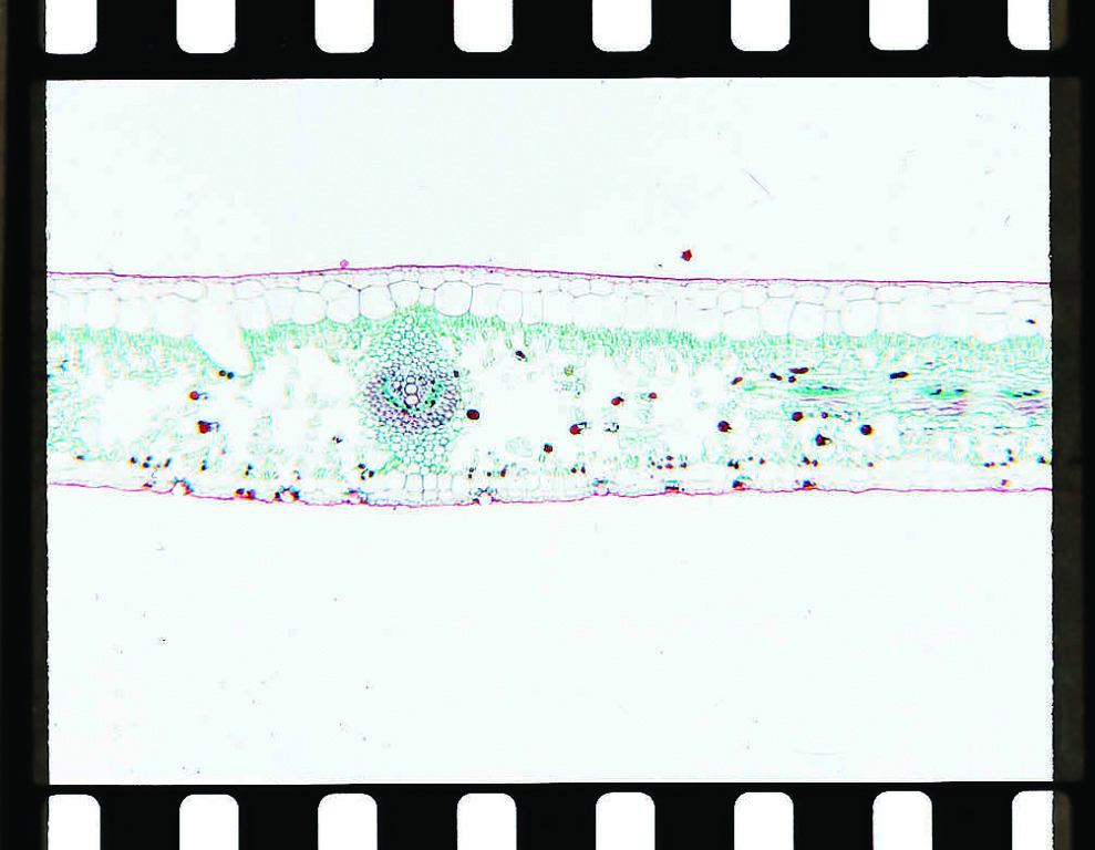 Ficus, Leaf Slide | Prepared Slides