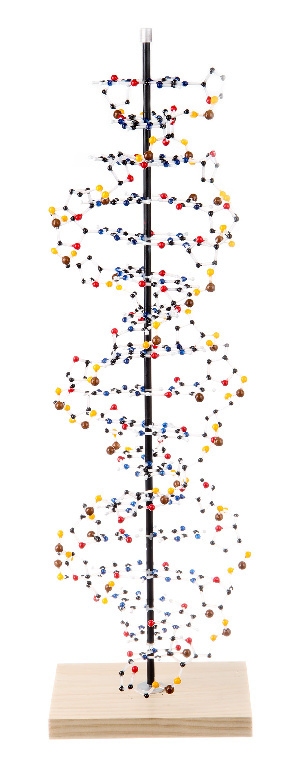 Kemtec® DNA Molecular Model Kit | Genetics Learning Activities