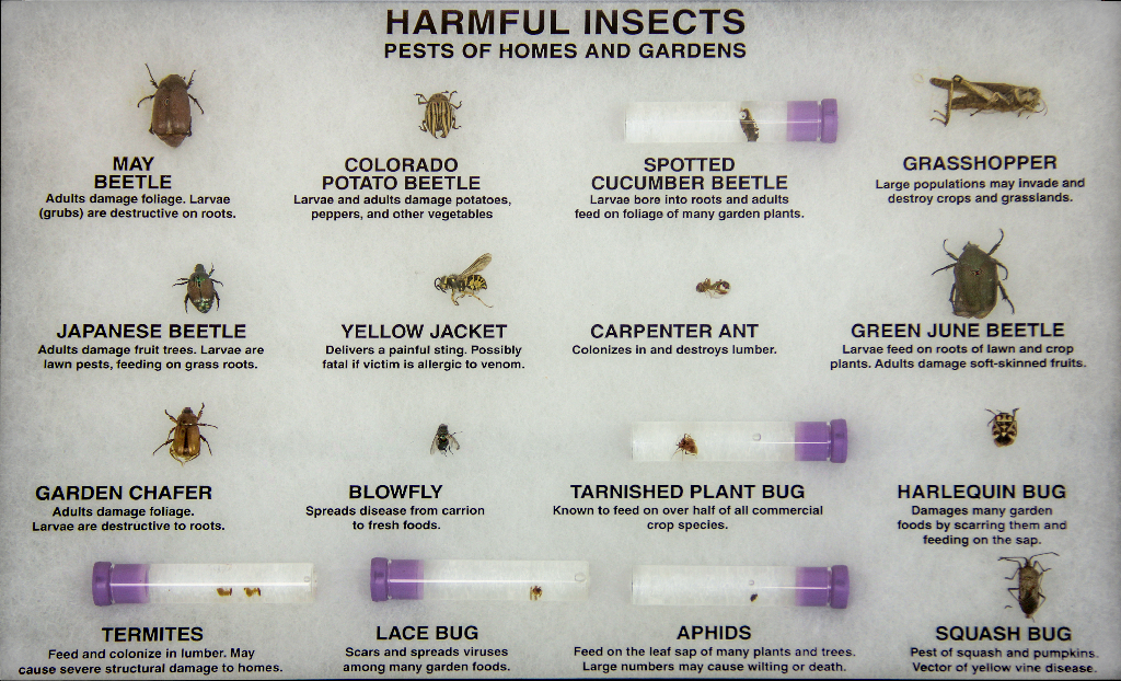 Harmful Insects Riker Mount, Riker Mount | Display Specimens