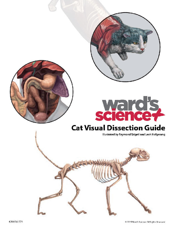 Cat Visual Dissection Guide | Ecology Learning Activities
