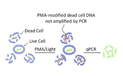 PMA™, PMAxx™, Real-Time PCR Viability Kit, Biotium | Cellular Assays