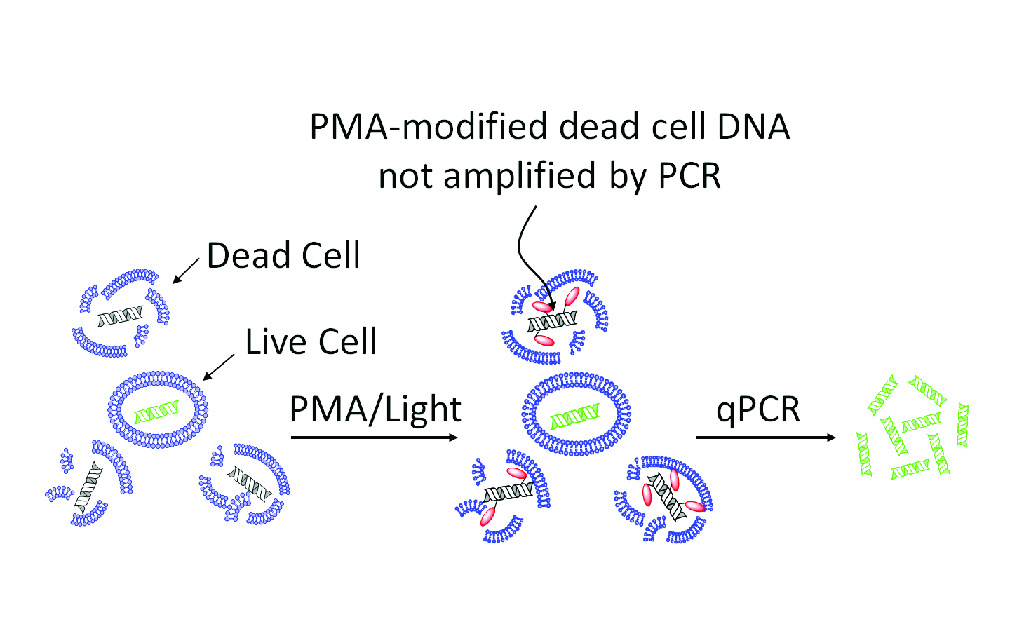 PMA™, PMAxx™, Real-Time PCR Viability Kit, Biotium | Cellular Assays