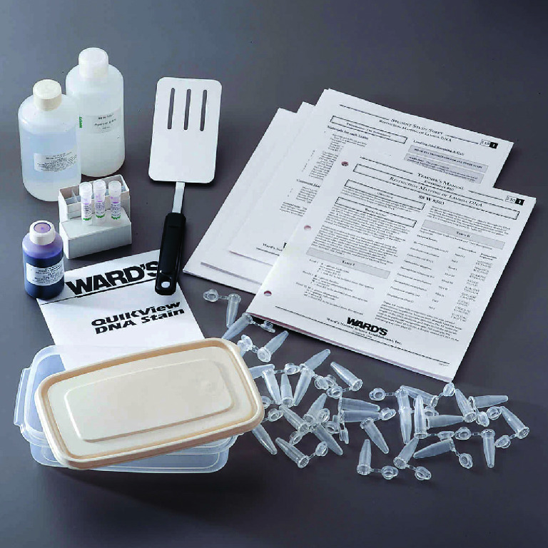 Ward's® Restriction Mapping of DNA Lab Activity | Chromatography ...