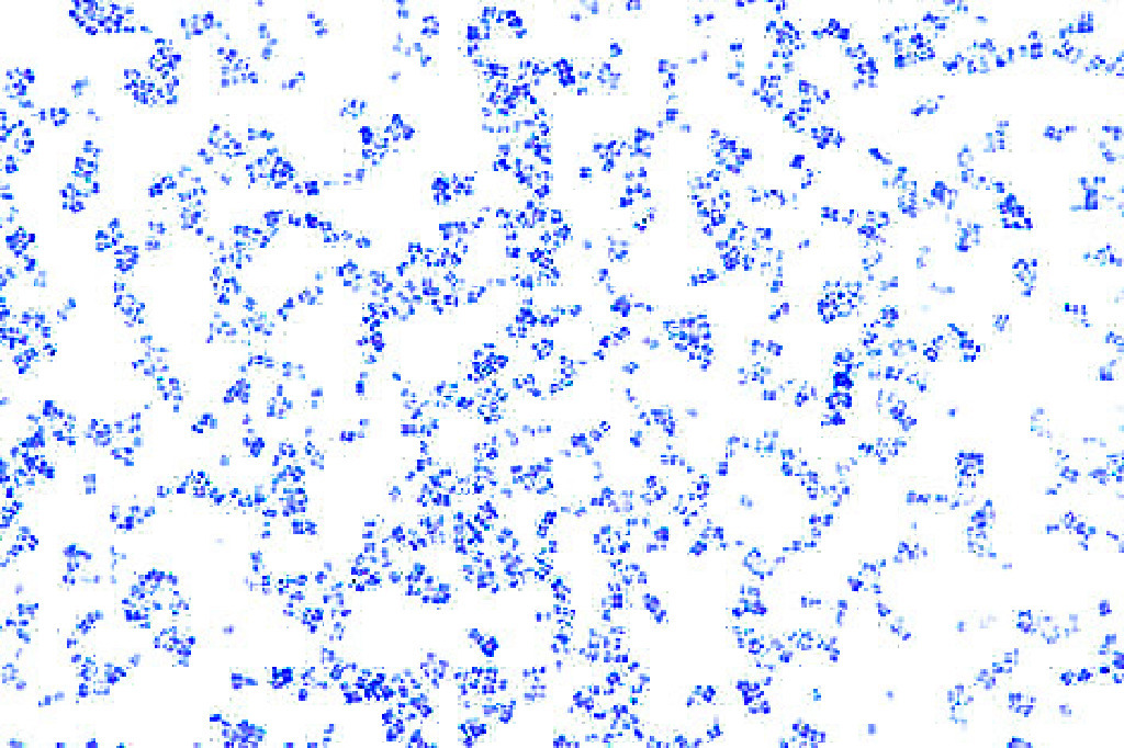Kocuria rhizophila (Micrococcus luteus) Slide | Prepared Slides