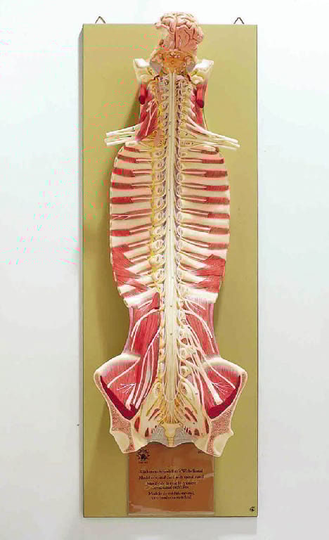 Somso® Central Nervous System Model | Human Biology Models