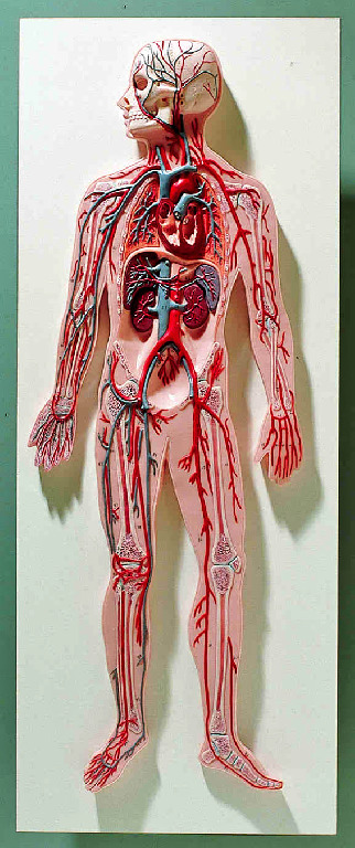 3B Scientific® Introductory Circulatory System | Human Biology Models