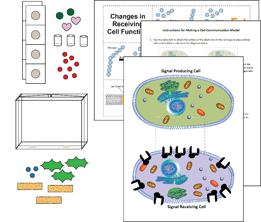 Science Take-Out® Cell Communication | Animal Biology Learning Activites