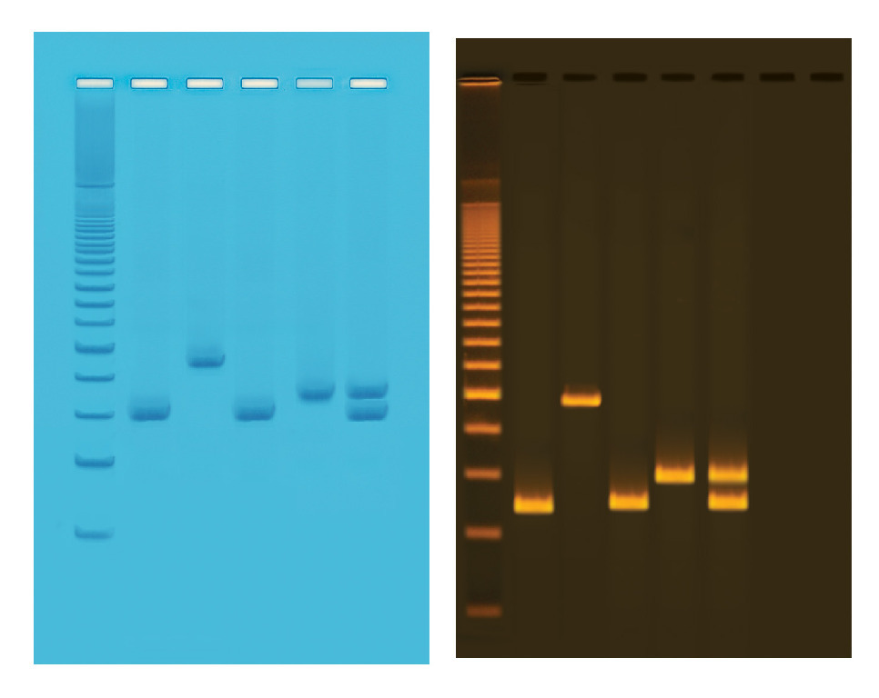 Water Quality Testing III Kit: Multiplexed PCR for Testing Water ...