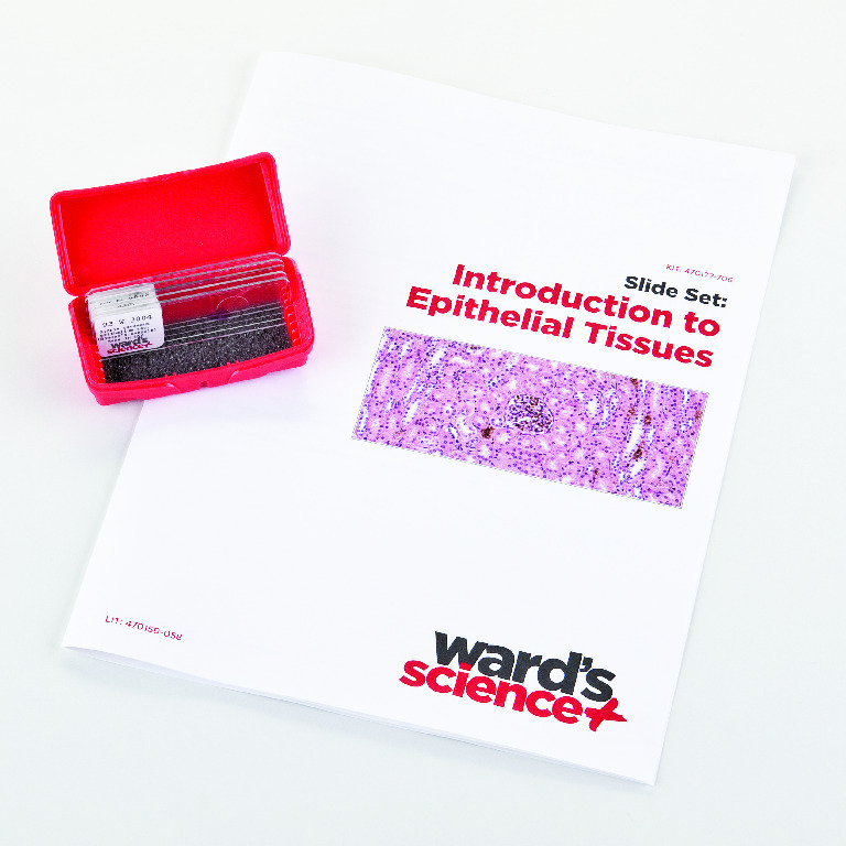 Introductory Epithelial Tissues Slide Set | Prepared Slides