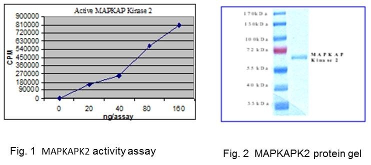 Recombinant MAPKAPK2 (active) (from Baculovirus (Sf9 Insect cells))