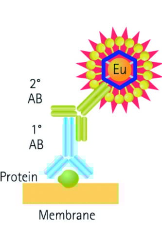 ScanLater™ Western Blot Assay Kit, Molecular Devices | Blotting Kits