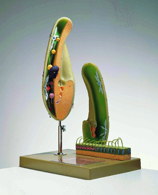 Somso® Paramecium Model | Microscope Slides