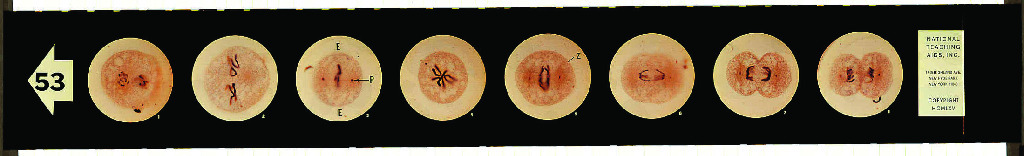 Animal Mitosis Microslides | Prepared Slides