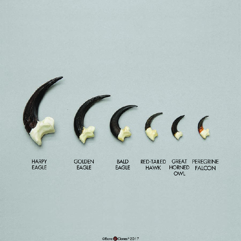 BoneClones® Raptor Talons Comparison Set | Zoology Models