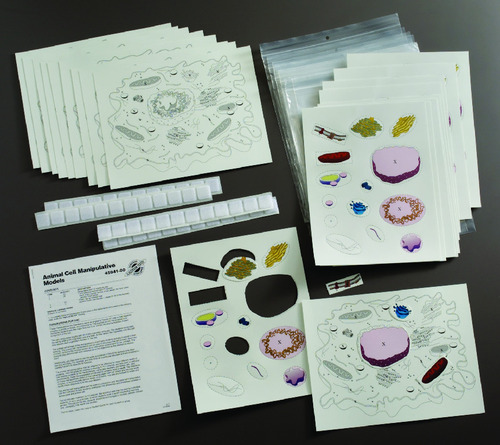 Ward's® Cell Manipulative Models | Molecular Biology Models