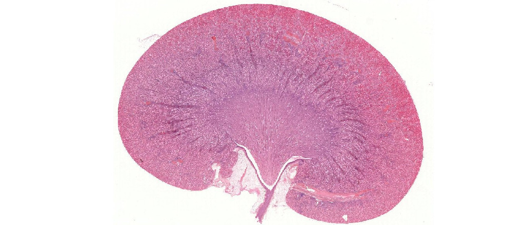 Entire Kidney Slide | Prepared Slides