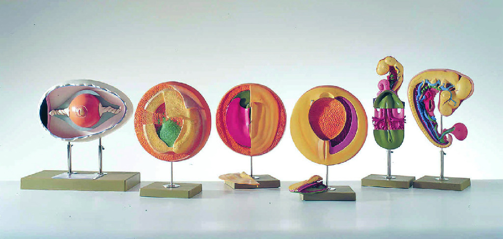 Somso® Chick Embryo Development Model Set | Zoology Models