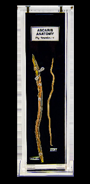 Ward's® Ascaris (Pig Roundworm) Anatomy Museum Mount | Display Specimens