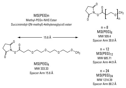Pierce™ Pegylation Reagents, MS(PEG)n Methyl-PEG-NHS-Esters, Thermo ...