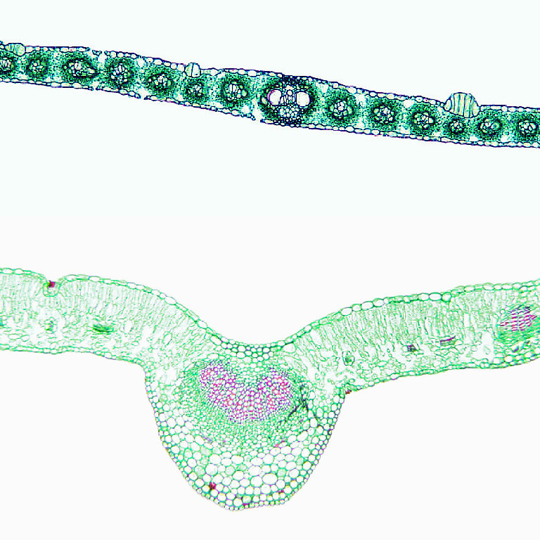 Monocot and Dicot Leaves Slide | Prepared Slides