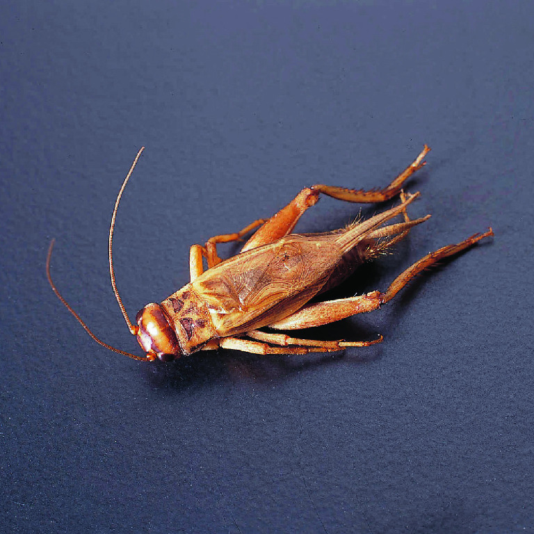 Common Cricket | Preserved Animal Materials
