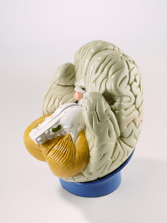 Denoyer-Geppert® Classroom Brain | Human Biology Models