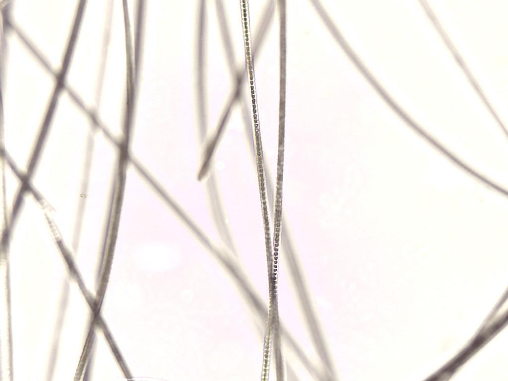 Ward's® Whole-Mounted Hair Slides | Prepared Slides