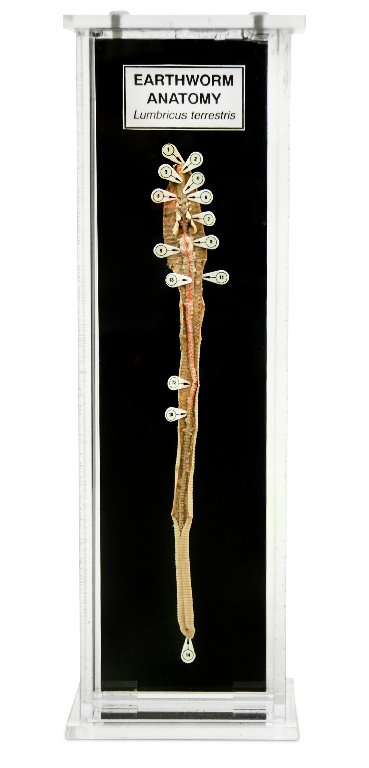Ward's® Earthworm Anatomy Museum Mount | Display Specimens