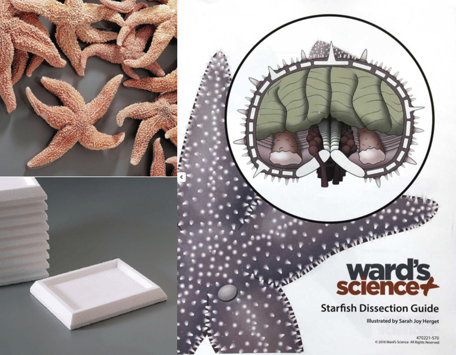 Starfish Dissection Lab | Preserved Animal Materials