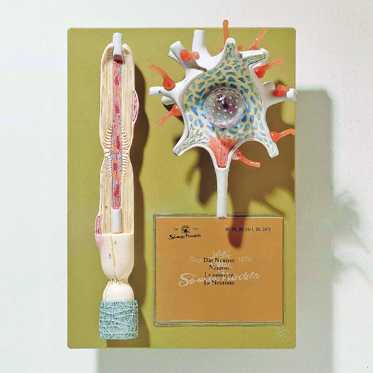 Somso® Neuron Model | Human Biology Models