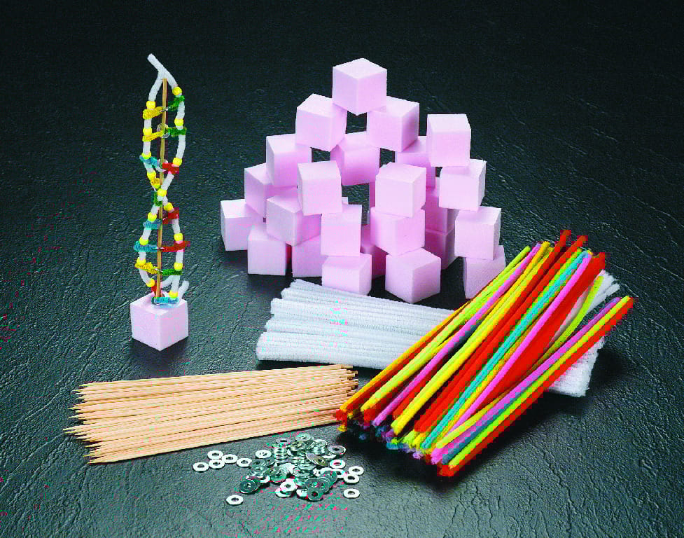 Structure of DNA: Build a Model Kit | Molecular Biology Models