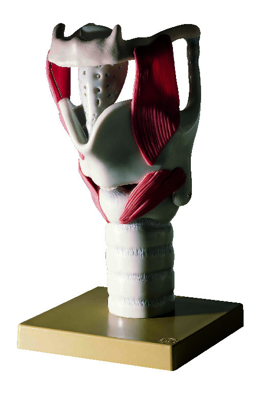 Somso® Comprehensive Functional Larynx Model | Human Biology Models