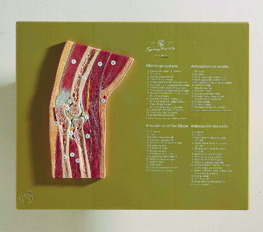 Somso® Elbow Joint Cross Section Model | Human Biology Models