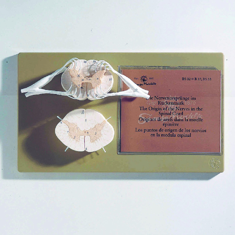 Somso® Spinal Cord with Nerve Branches Model | Human Biology Models
