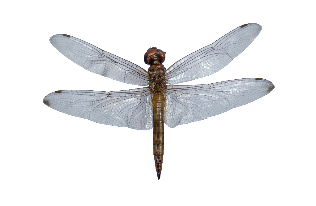 Preserved Dragonfly, Adult | Preserved Animal Materials