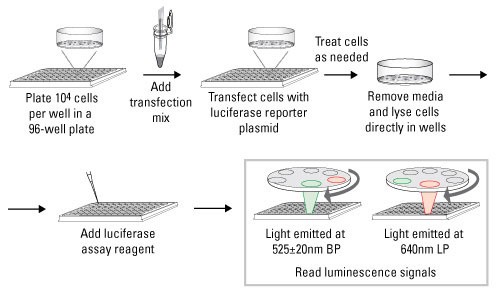Pierce™ Renilla-Firefly Luciferase Dual Assay Kit | Enzyme Assays