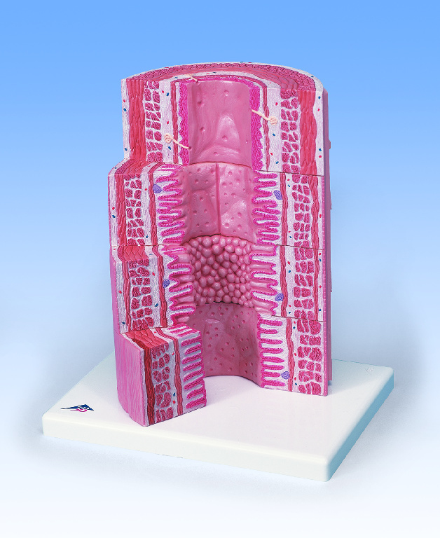 3B Scientific® MICROanatomy™ Digestive Tract | Human Biology Models