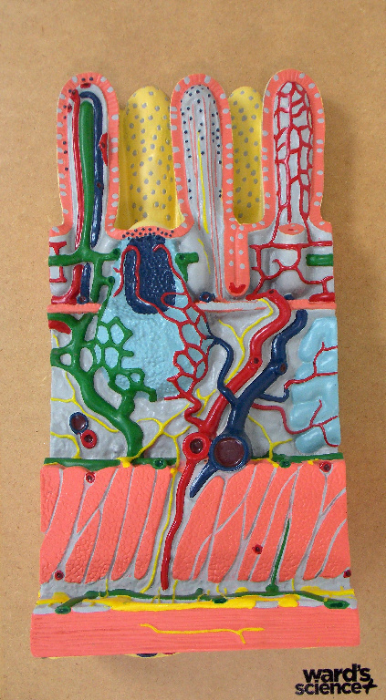 Ward's® Intestinal Wall Model | Human Biology Models