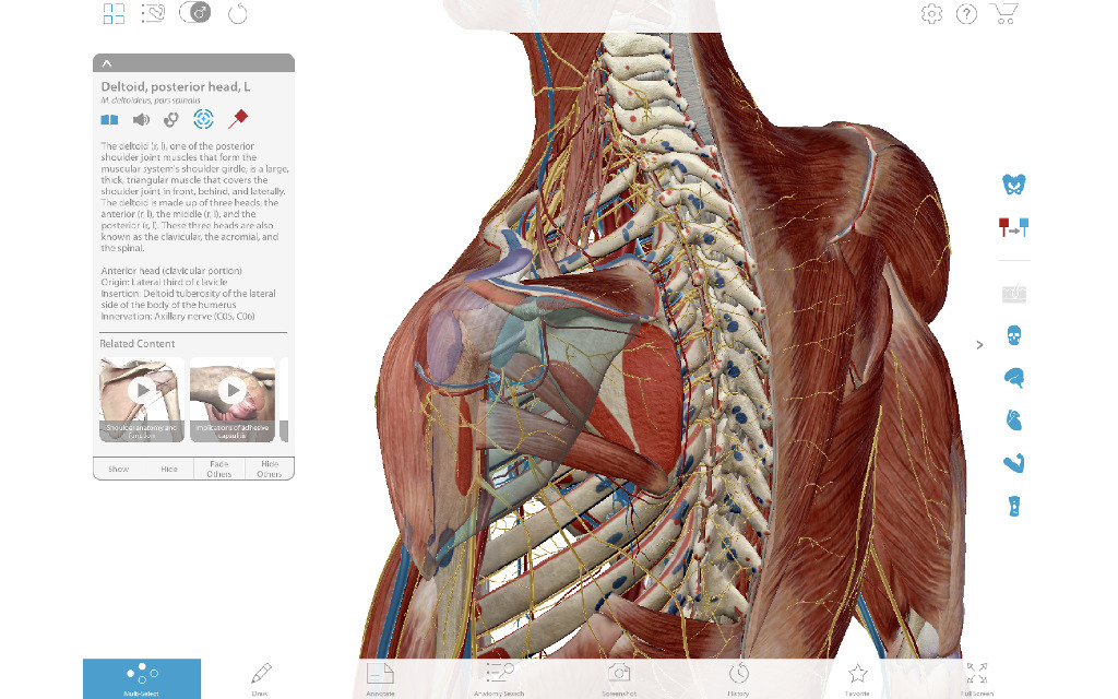 Visible Body® Muscle Premium | Biology Educational Software