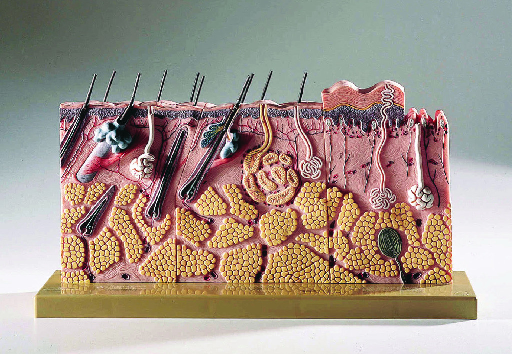 Somso® Skin Model | Human Biology Models